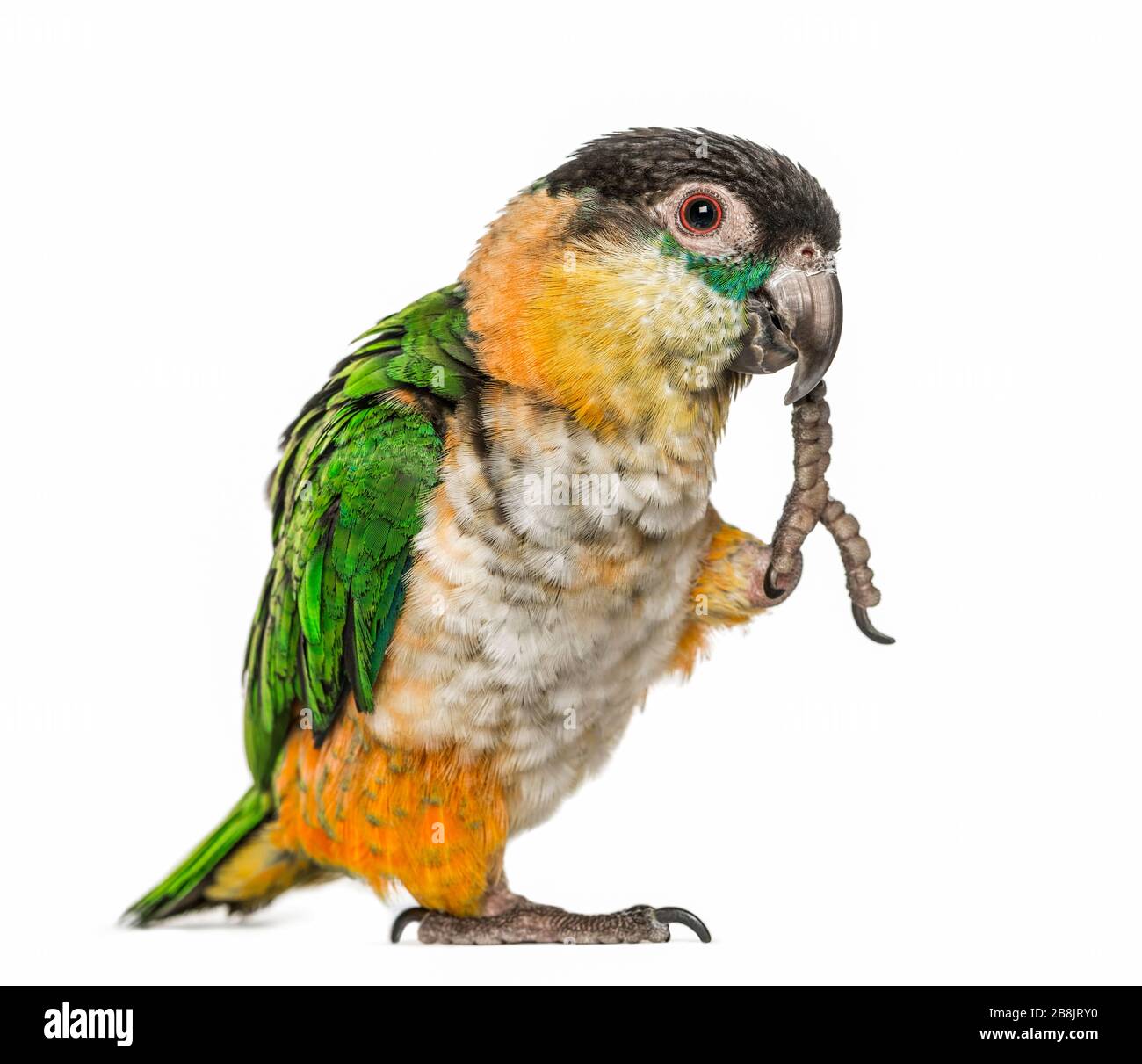 Black-capped parrot with leg in beak, isolated on white Stock Photo - Alamy