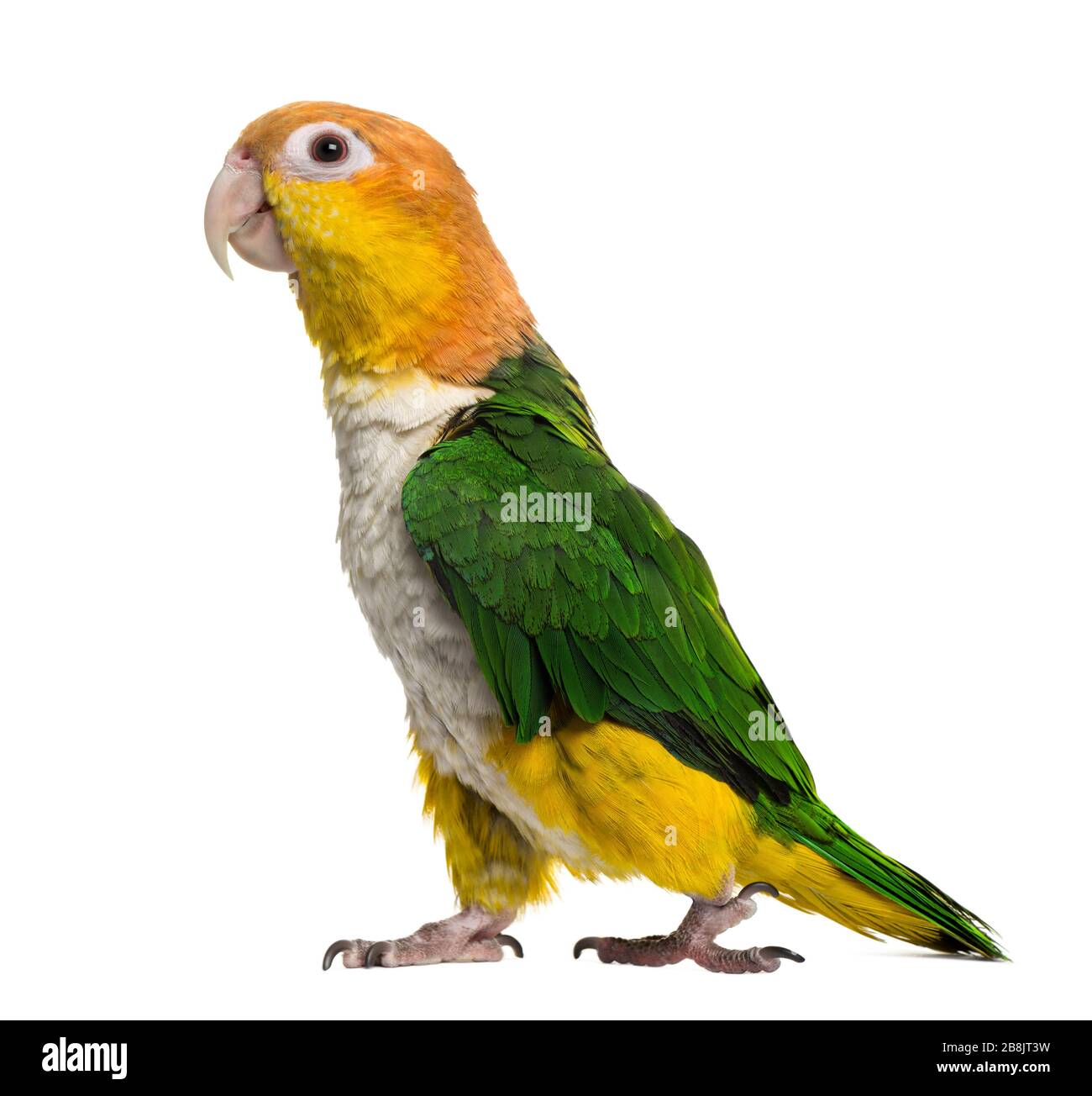 Caïque standing, 6 months old, isolated on white Stock Photo - Alamy