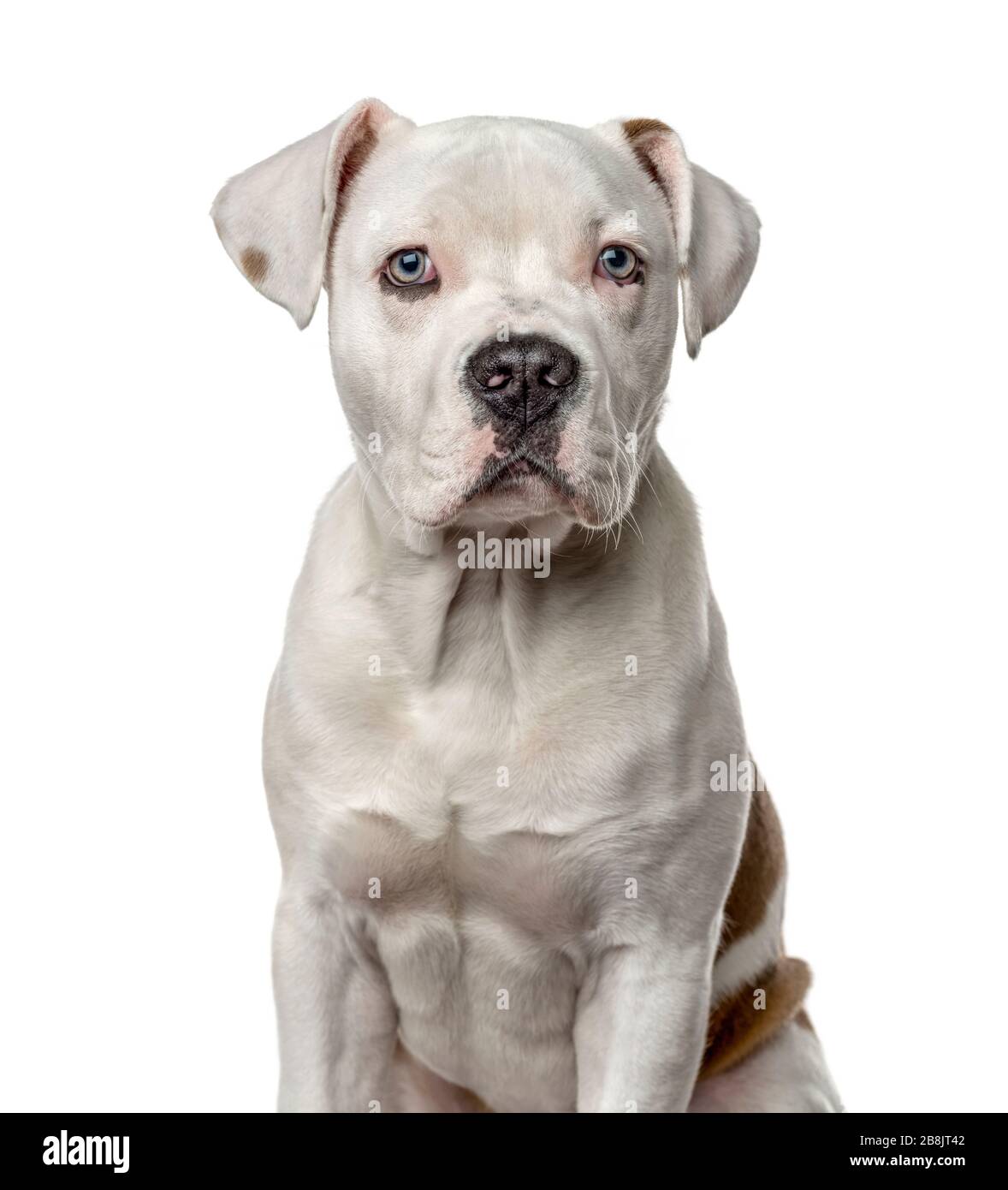 American staff hi-res stock photography and images - Alamy