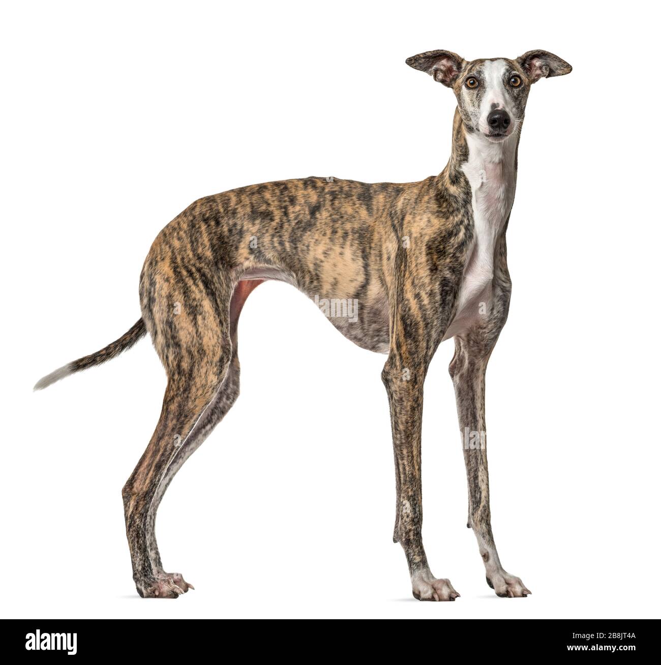 Slim Galgo dog standing, isolated on white Stock Photo - Alamy