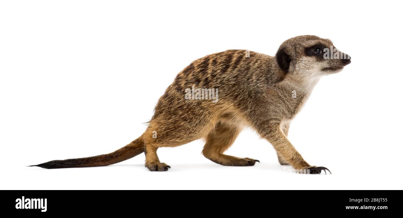 Suricate standing hi-res stock photography and images - Alamy