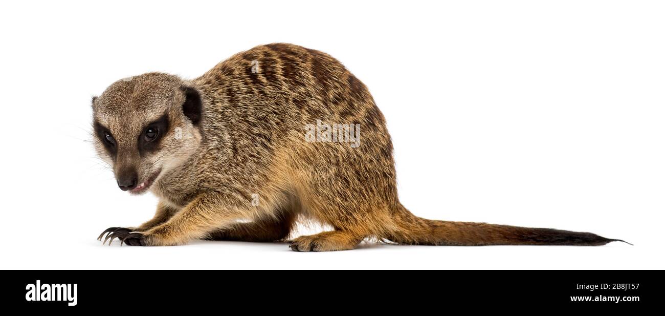 Defensive cute hi-res stock photography and images - Alamy