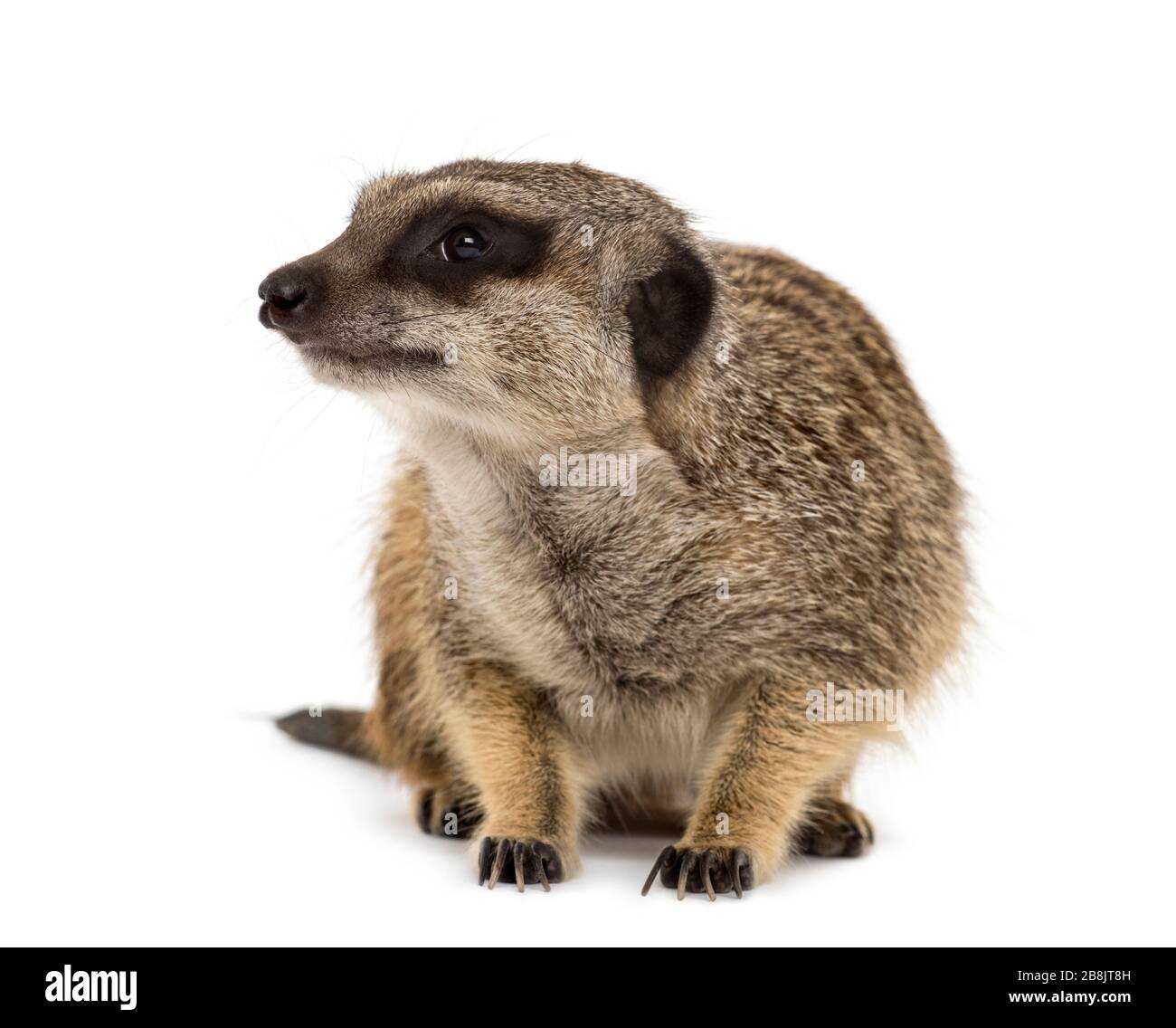 Suricate looking hi-res stock photography and images - Alamy