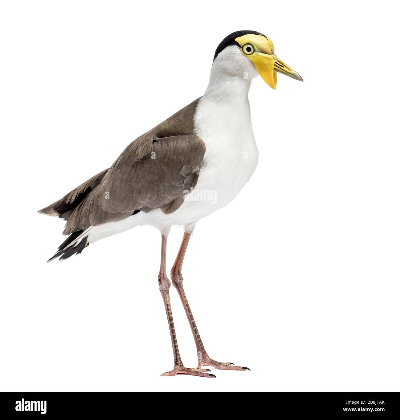 Masked lapwing standing in front of a white background Stock Photo - Alamy