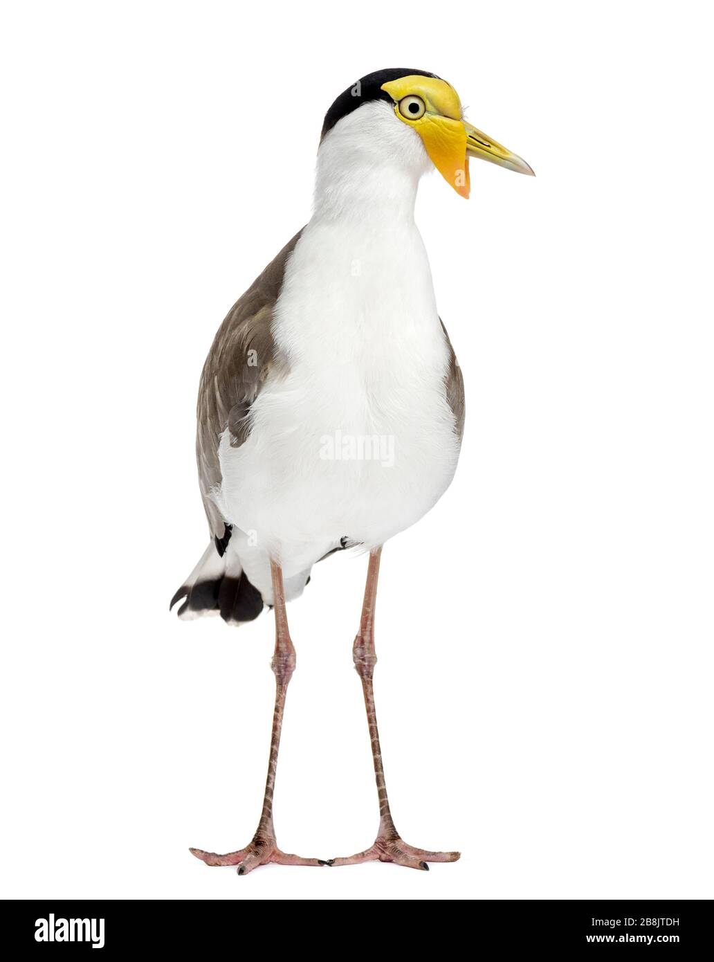 Lapwing standing Cut Out Stock Images & Pictures - Alamy