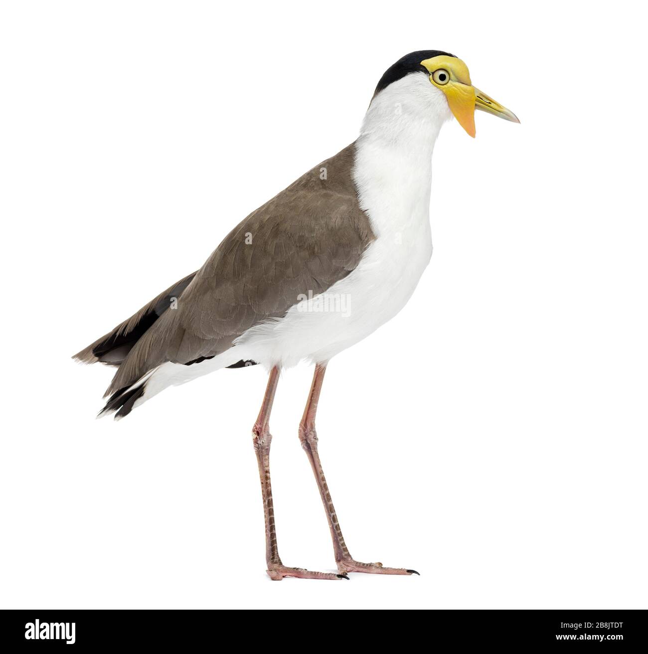 Masked lapwing standing in front of a white background Stock Photo - Alamy