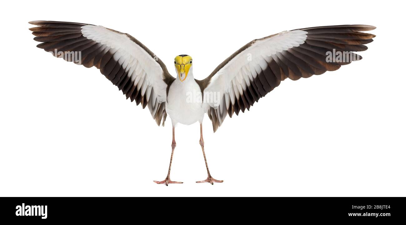 Masked lapwing spreading his wings, isolated on white Stock Photo - Alamy