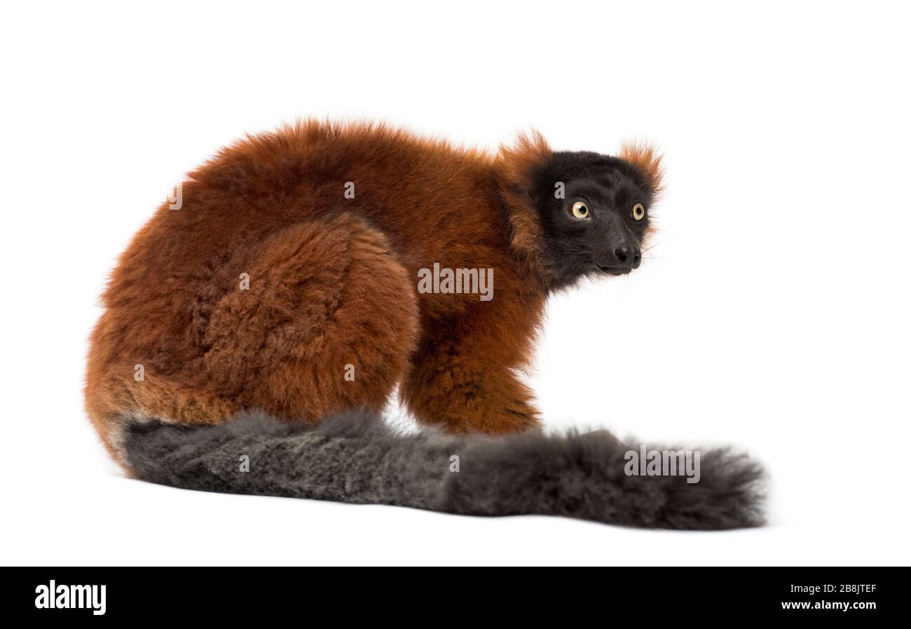 red ruffed lemur sitting, isolated on white Stock Photo - Alamy