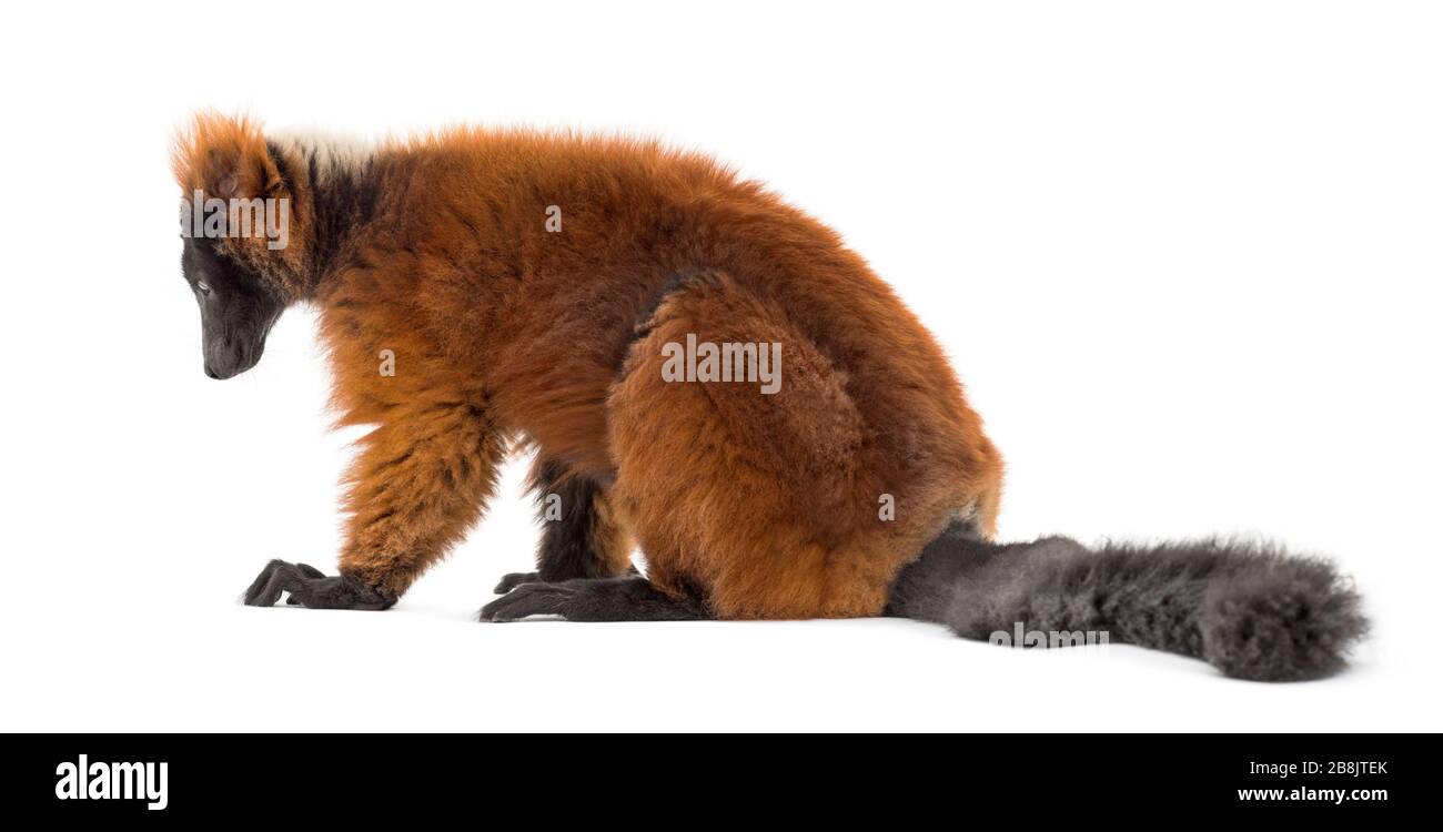 Red ruffed lemur Cut Out Stock Images & Pictures - Alamy