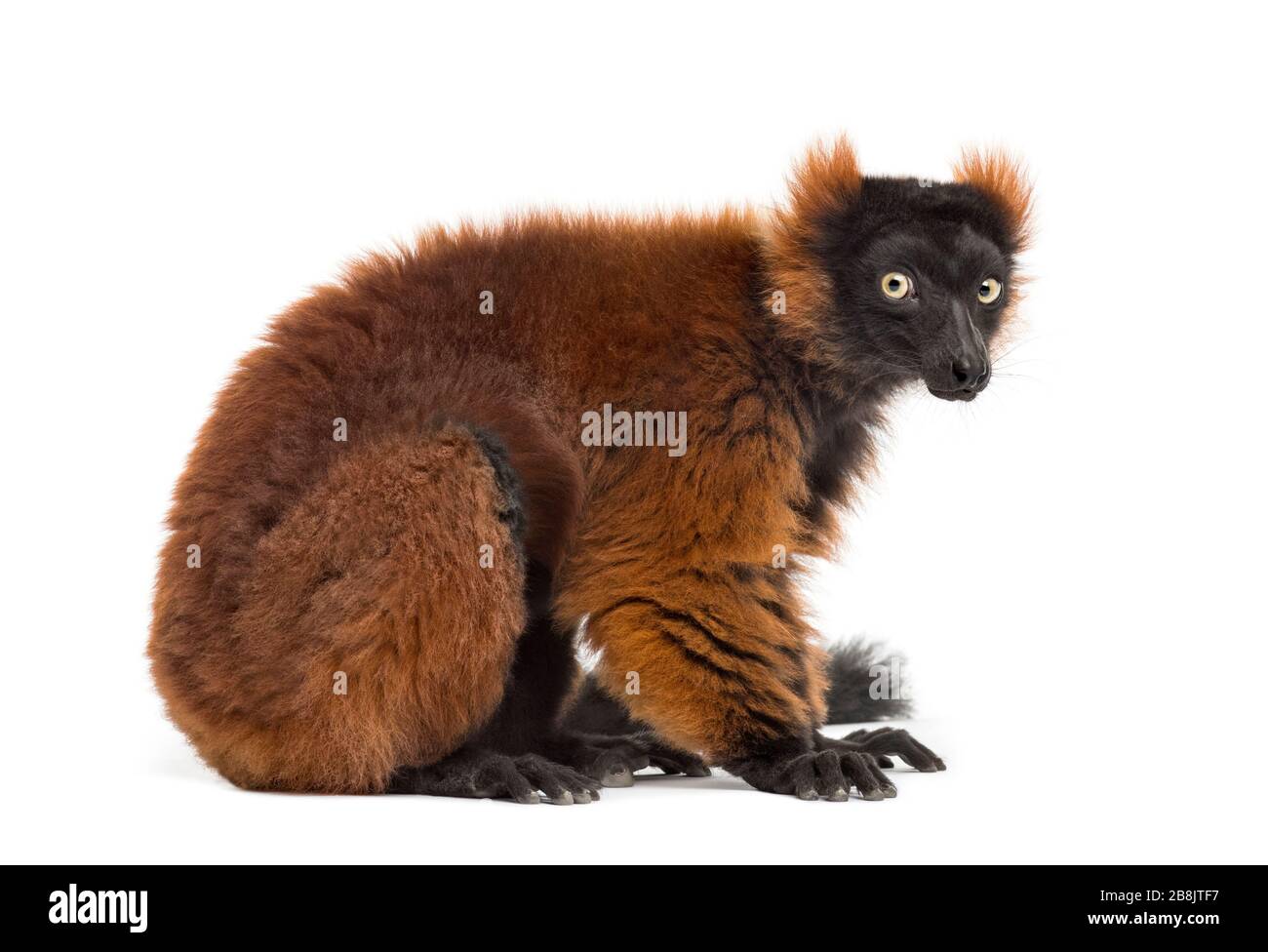 red ruffed lemur sitting, isolated on white Stock Photo - Alamy