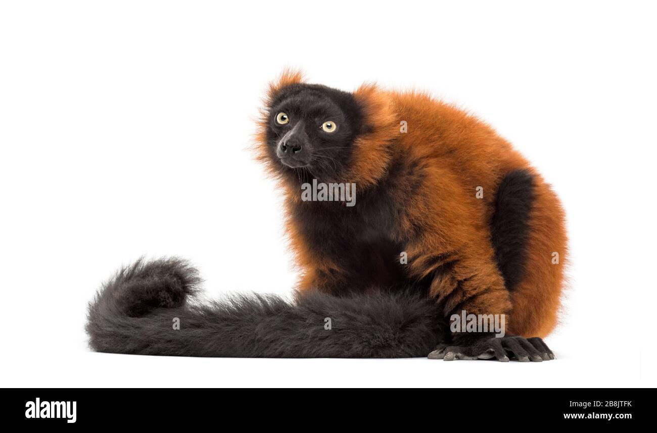 red ruffed lemur sitting, isolated on white Stock Photo - Alamy