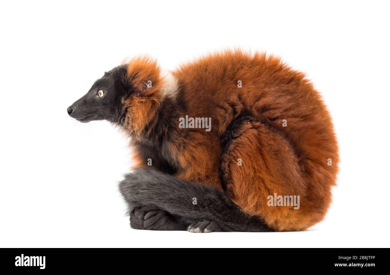 red ruffed lemur sitting, isolated on white Stock Photo - Alamy