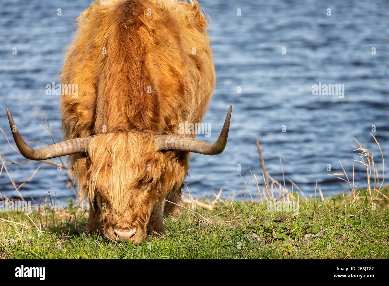 Horned highland cow hi-res stock photography and images - Alamy