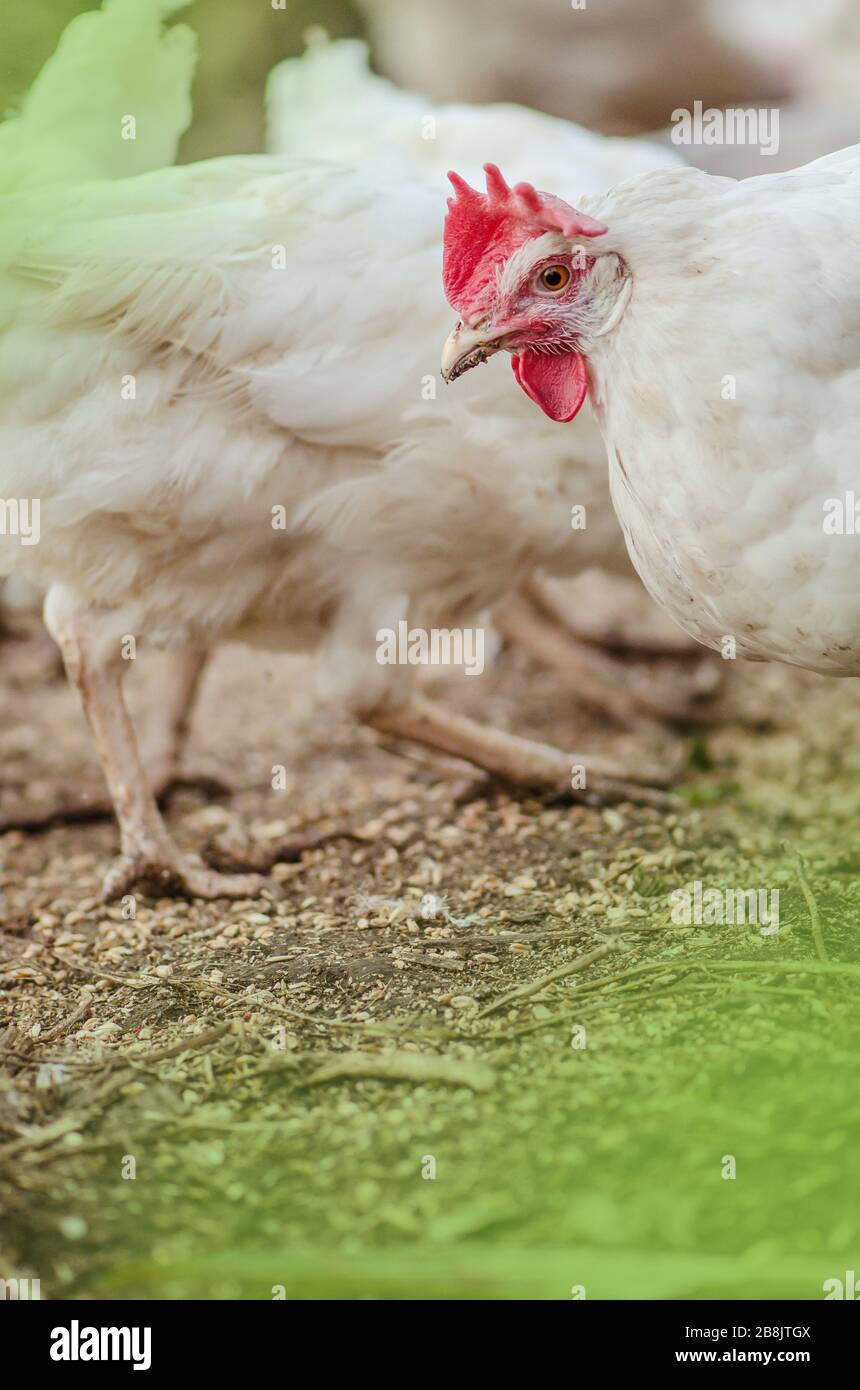 Hen in field organic farm. Nature outdoors farm. White hen in a ...