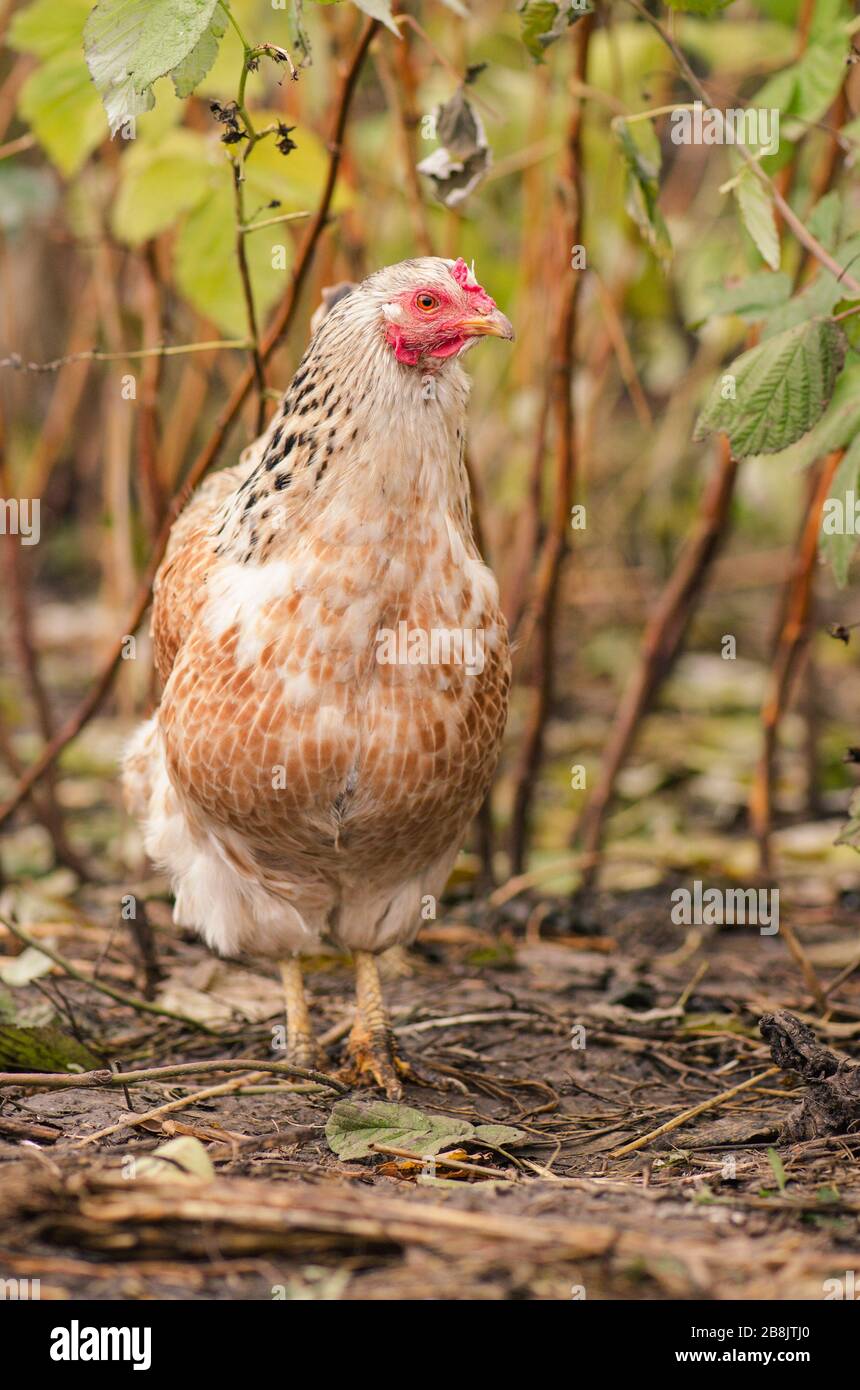 Chicken in bio farm. Free range chicken in the farm yard. Chicken in a ...