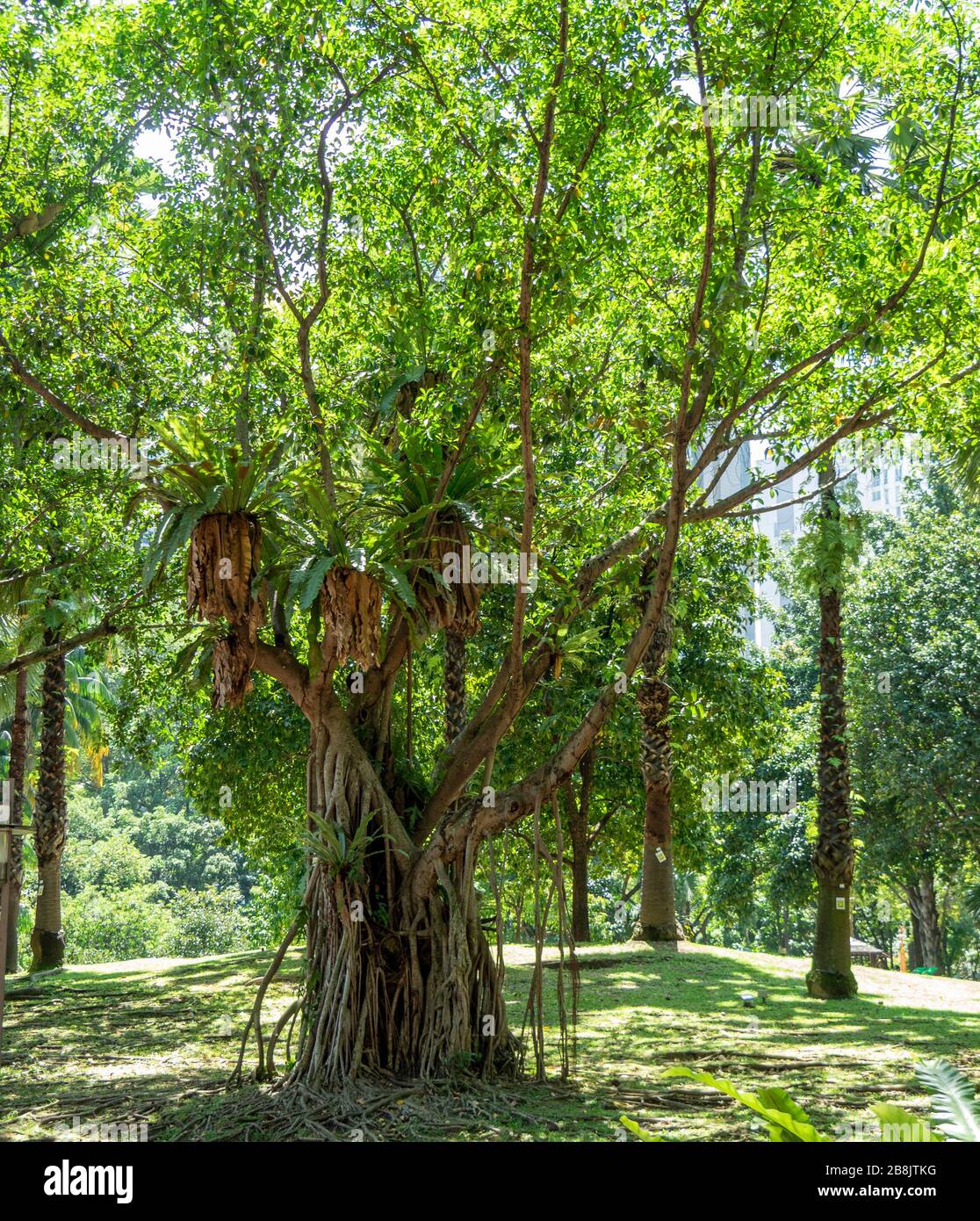 Aerial prop roots hi-res stock photography and images - Alamy