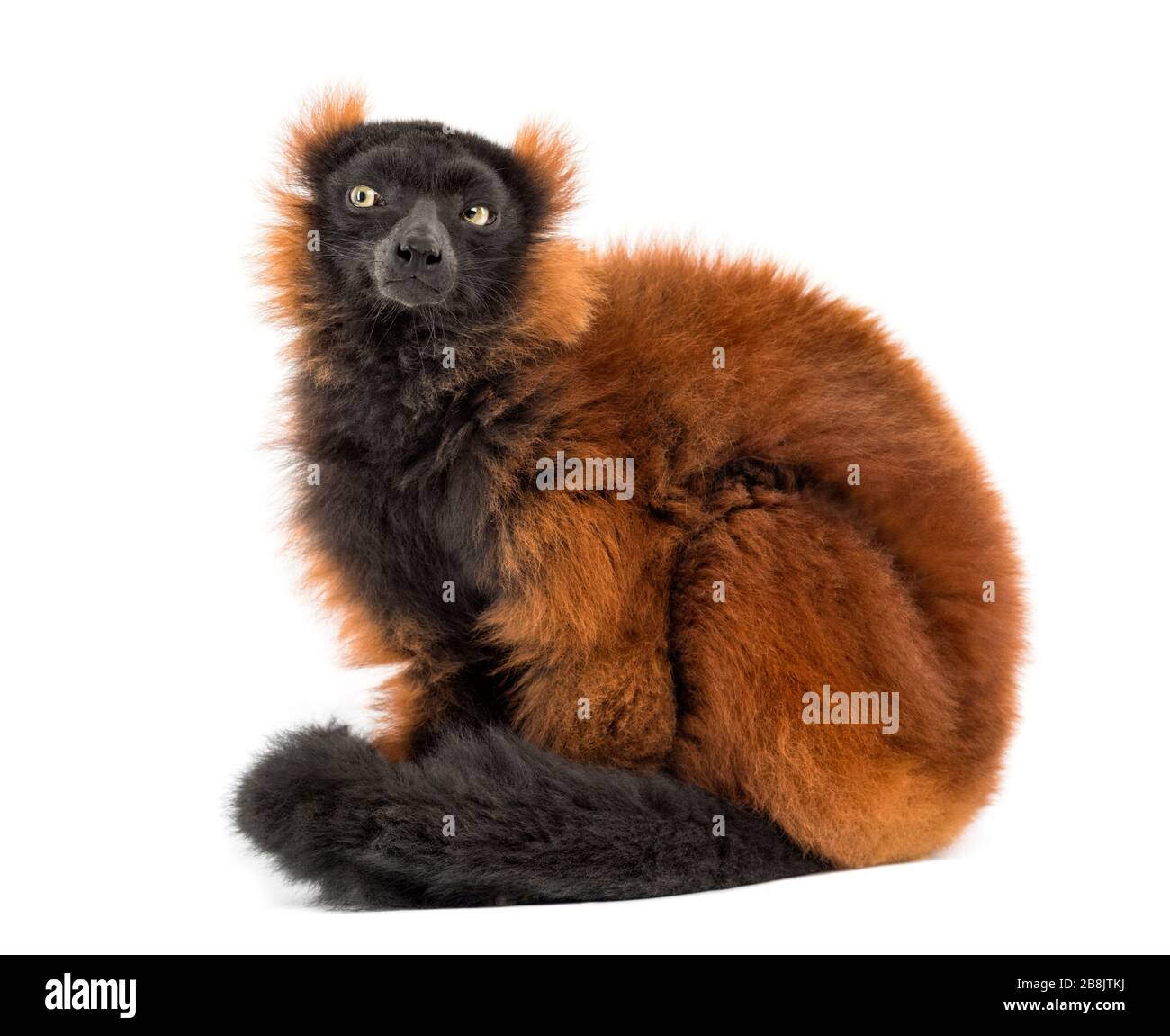 red ruffed lemur sitting, isolated on white Stock Photo - Alamy