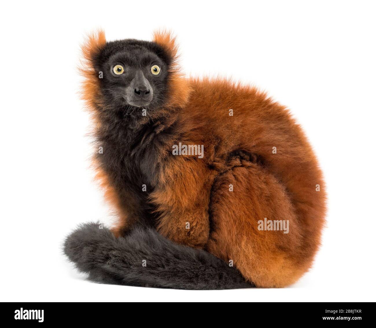 red ruffed lemur sitting, isolated on white Stock Photo - Alamy