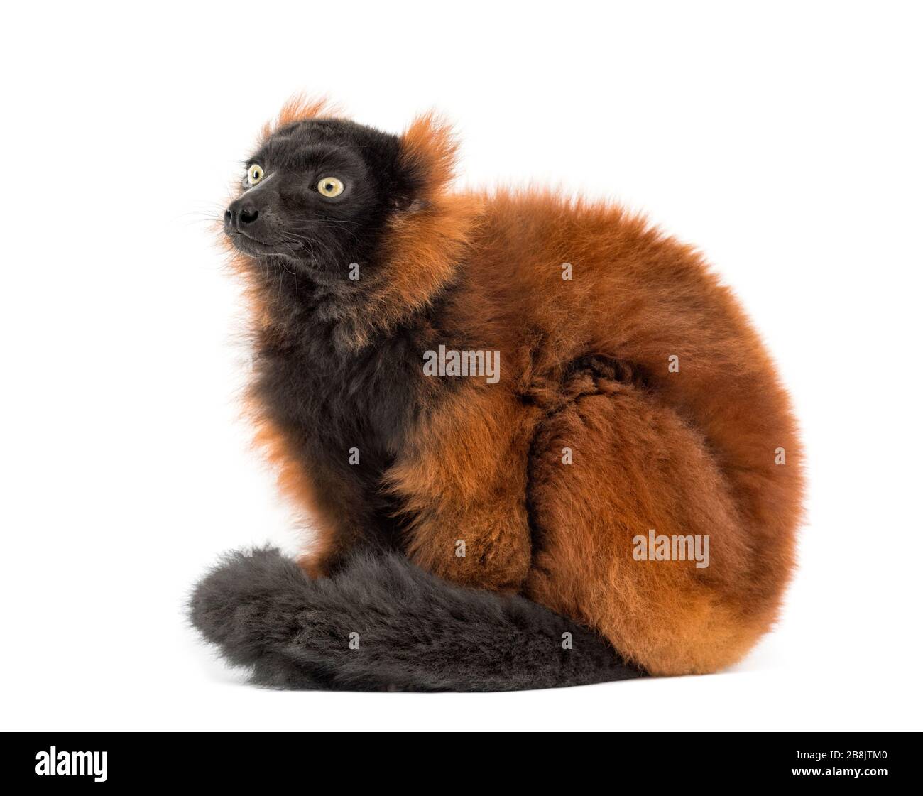 red ruffed lemur sitting, isolated on white Stock Photo - Alamy