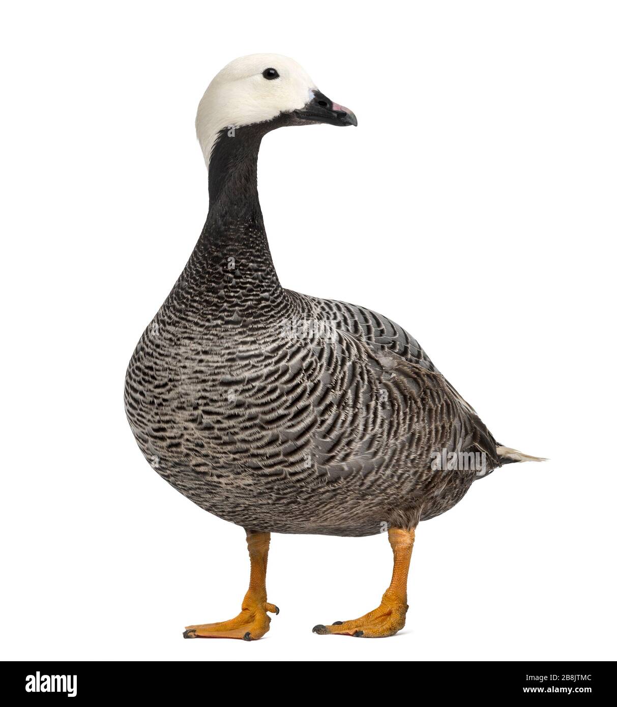 emperor goose standing, isolated on white Stock Photo - Alamy