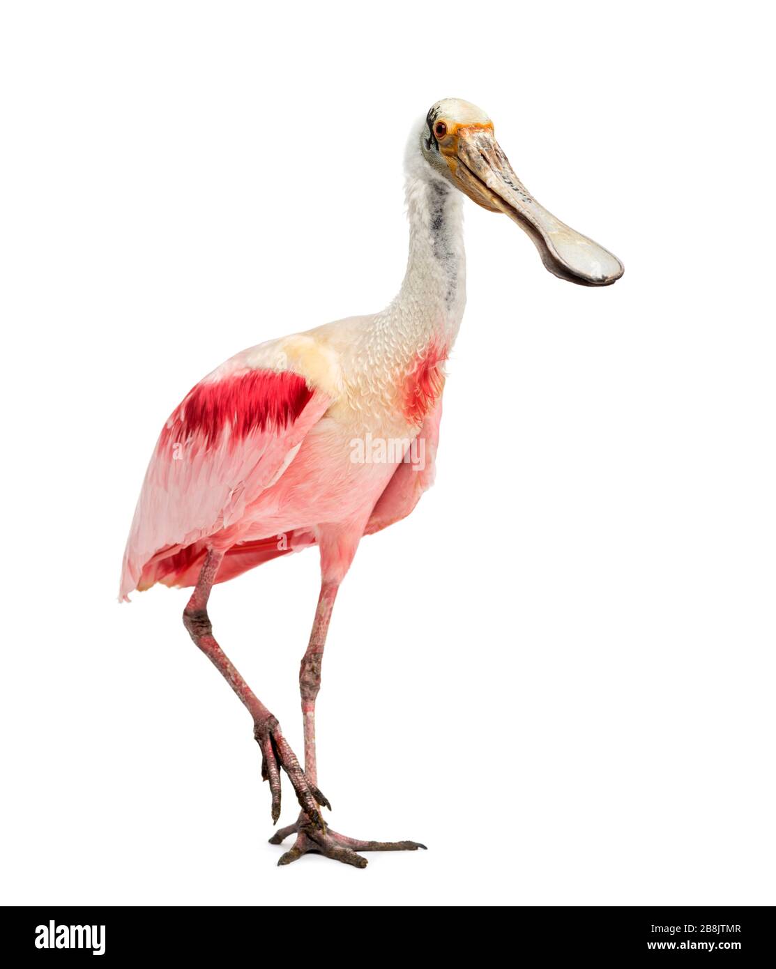 Platalea spoonbill Cut Out Stock Images & Pictures - Alamy