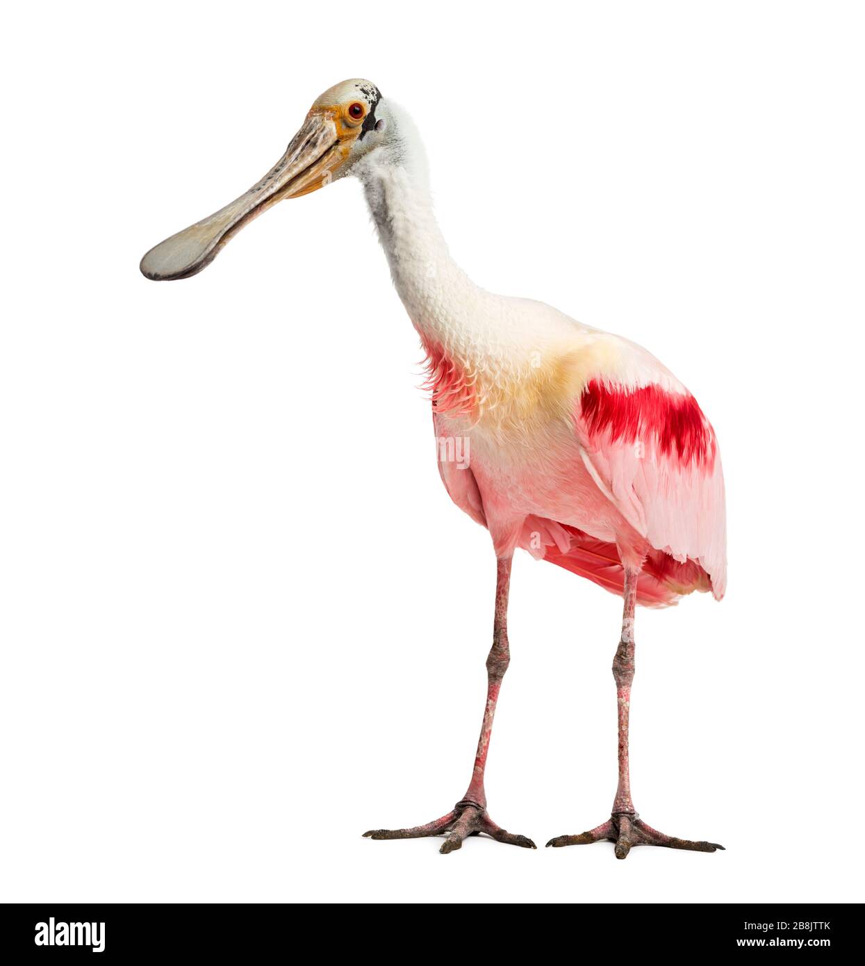 Roseate spoonbill standing, isolated on white Stock Photo - Alamy