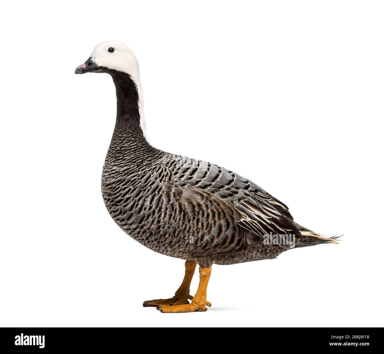 Side view of a grey goose, isolated on white Stock Photo - Alamy