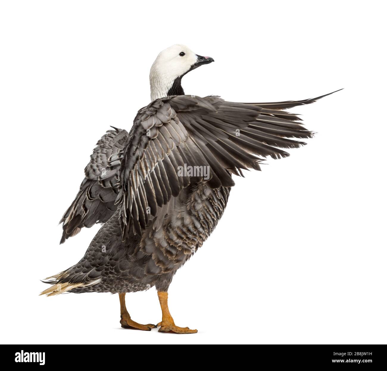 emperor goose flapping its wings, isolated on white Stock Photo - Alamy