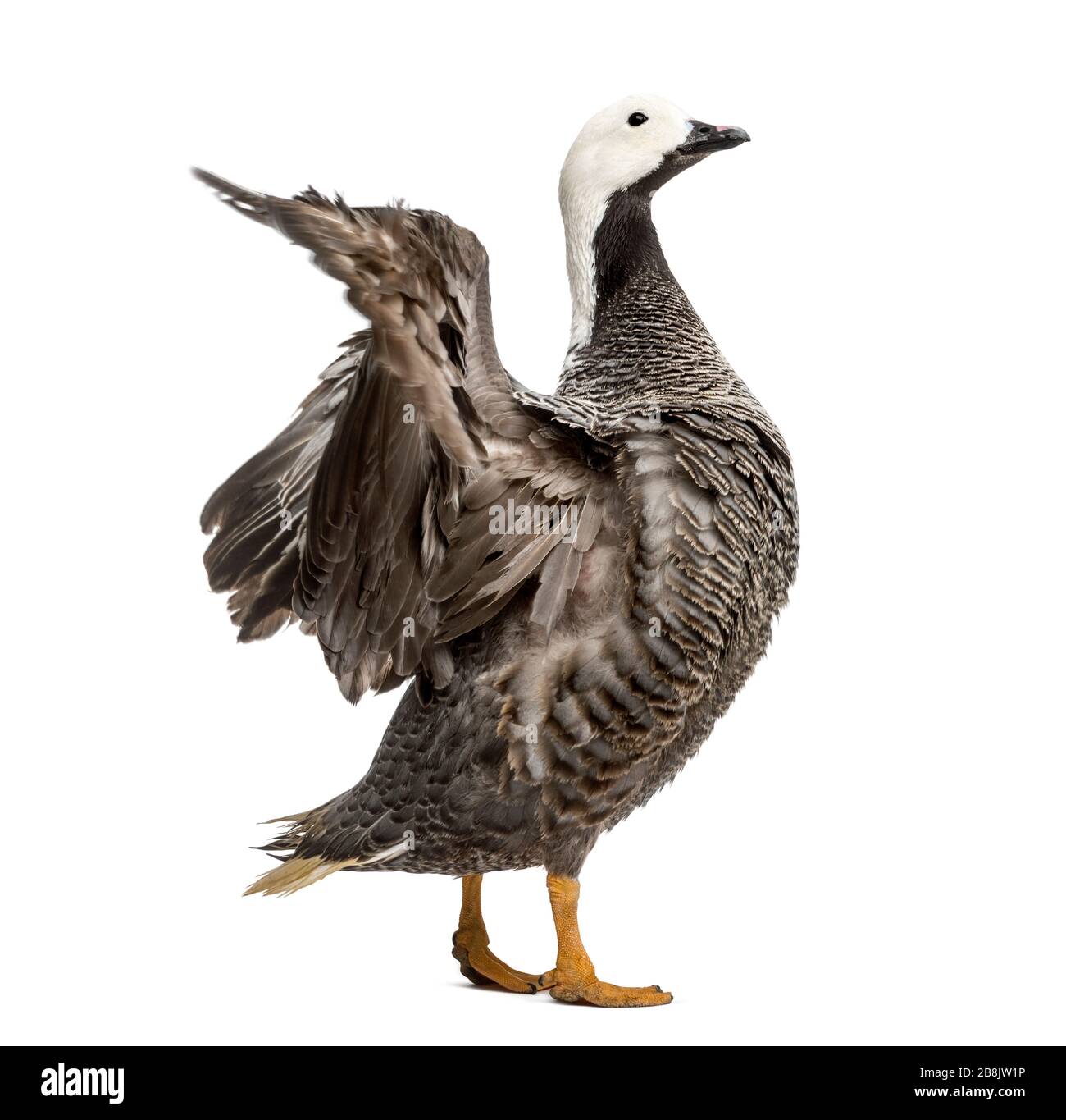 emperor goose flapping its wings, isolated on white Stock Photo - Alamy