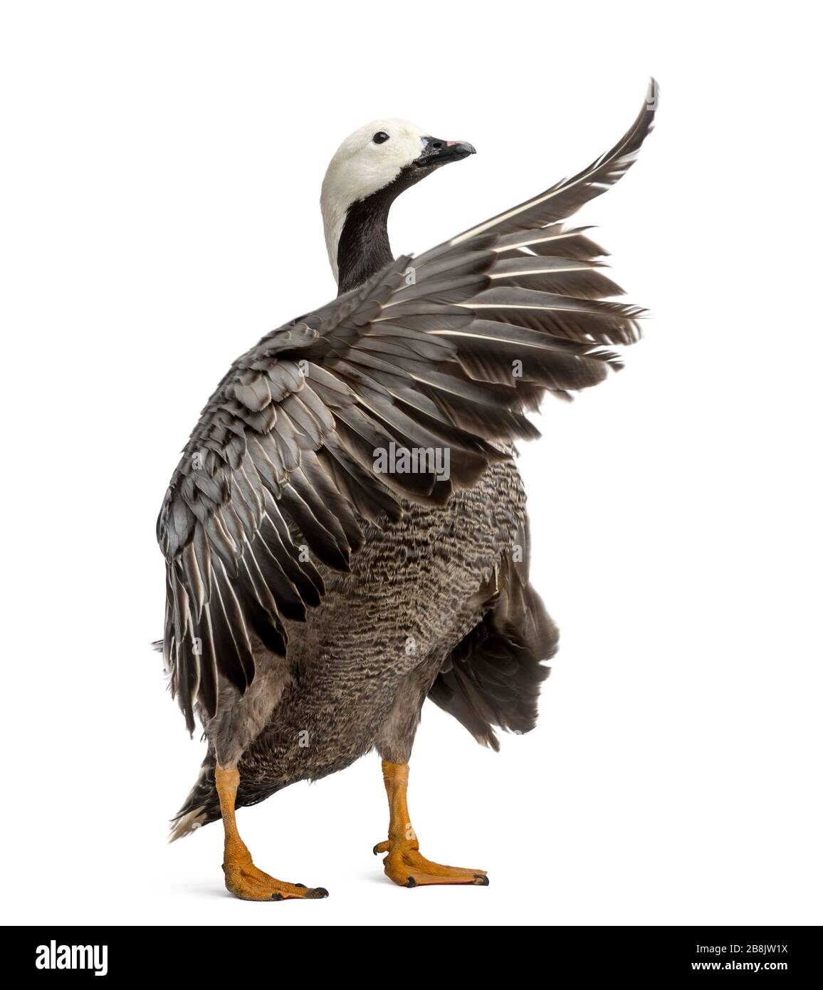 Goose wings flapping Cut Out Stock Images & Pictures - Alamy