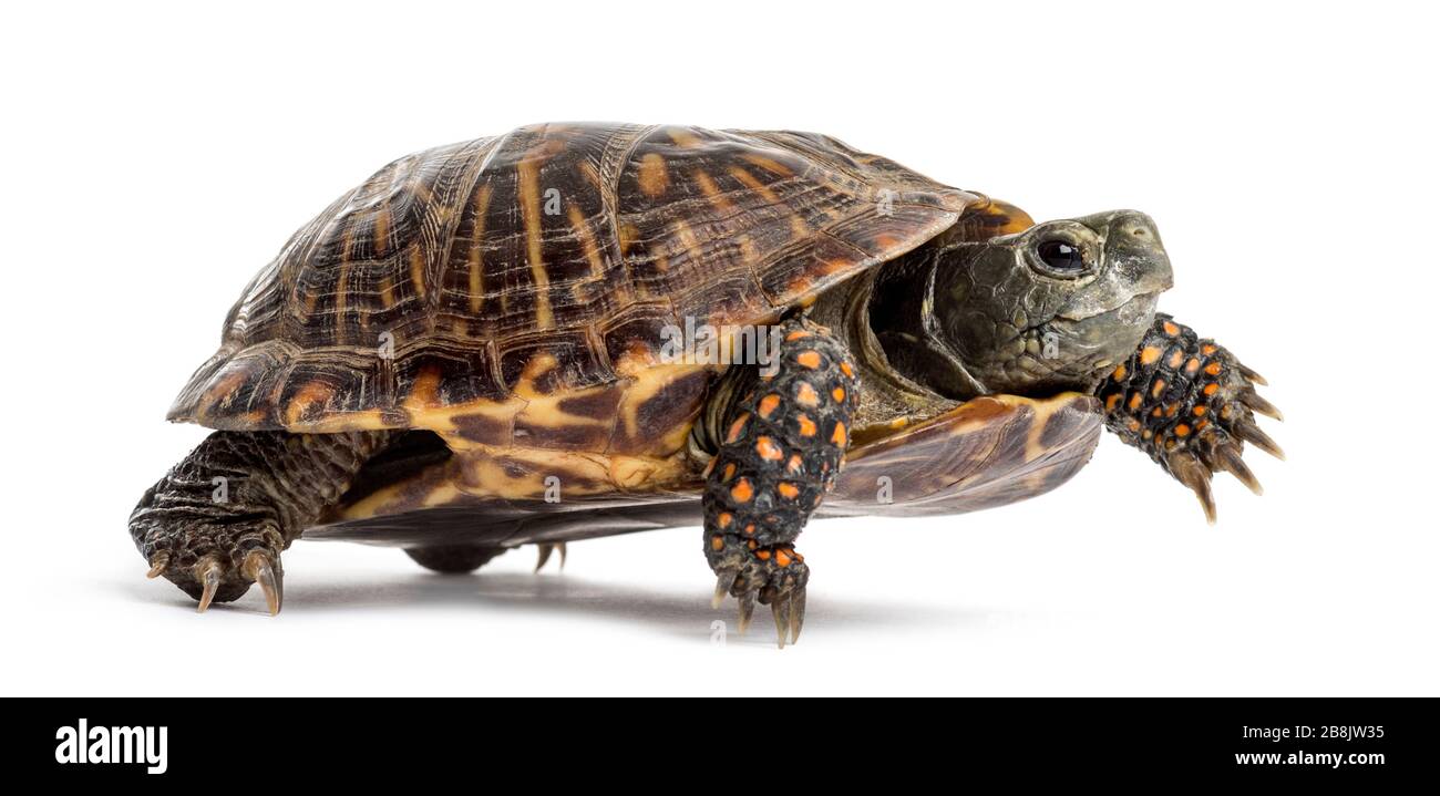 common box turtle, isolated on white Stock Photo - Alamy