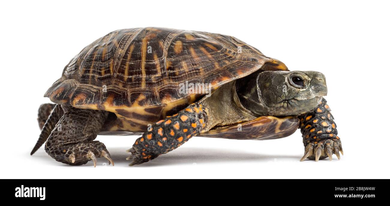 common box turtle, isolated on white Stock Photo - Alamy