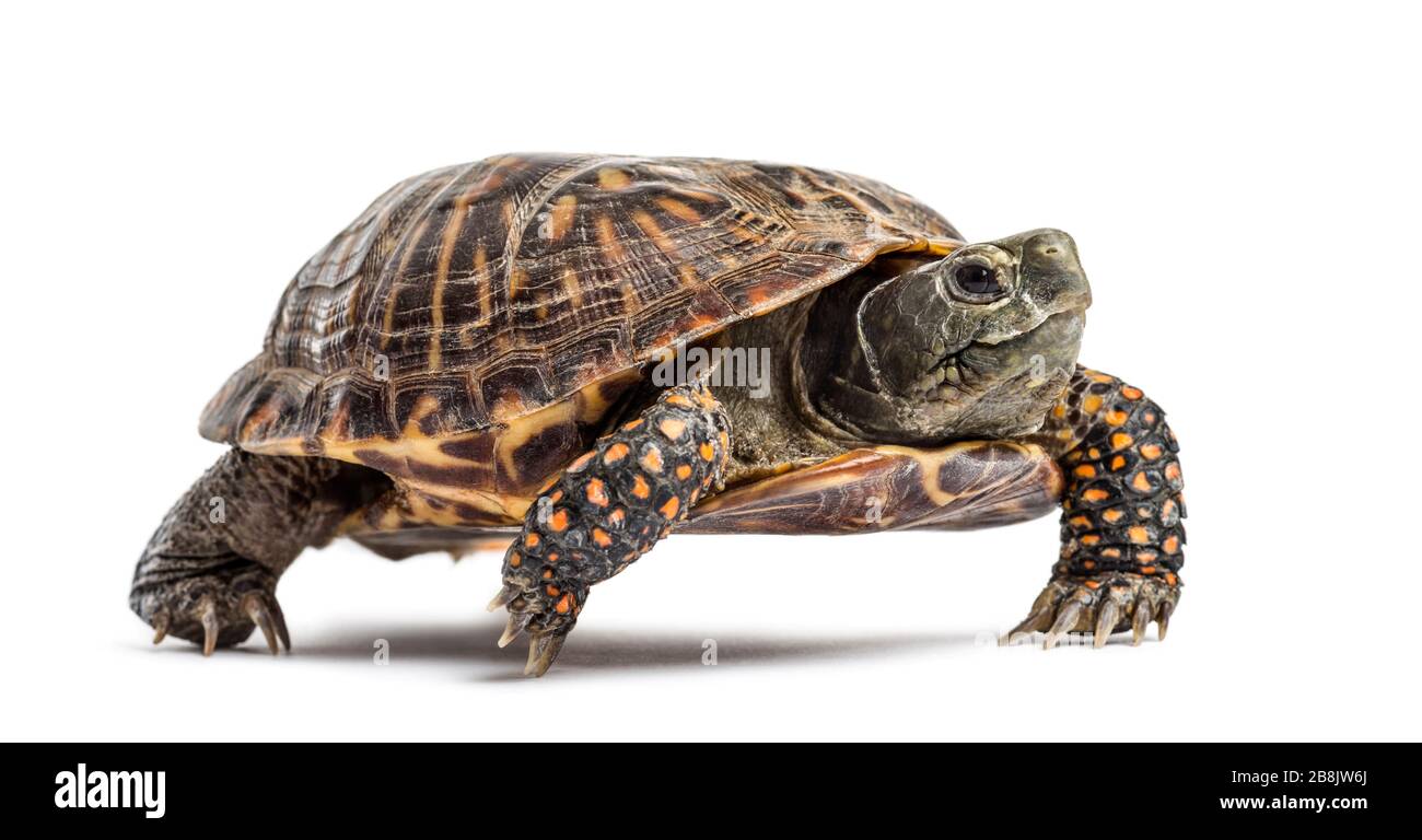 common box turtle, isolated on white Stock Photo - Alamy