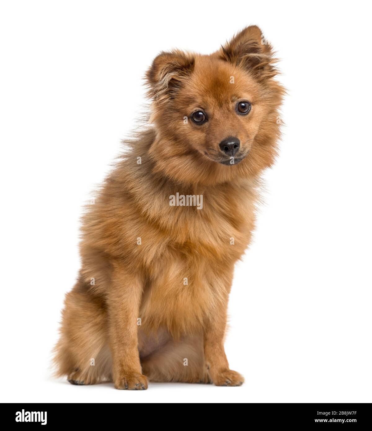 German Spitz Puppy White