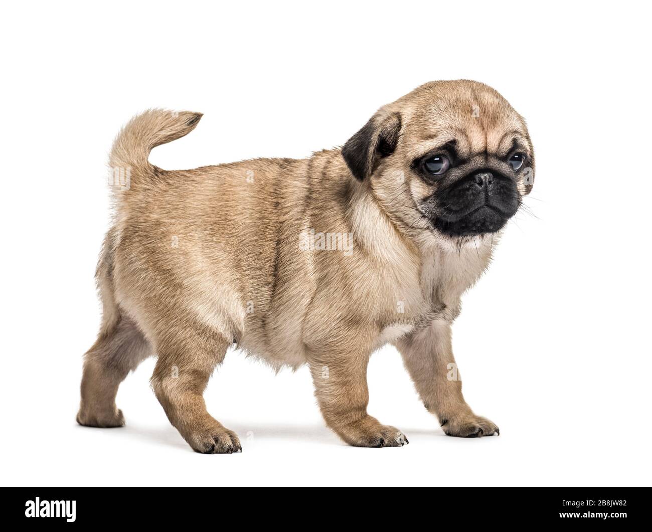 Pug standing side view Cut Out Stock Images & Pictures - Alamy