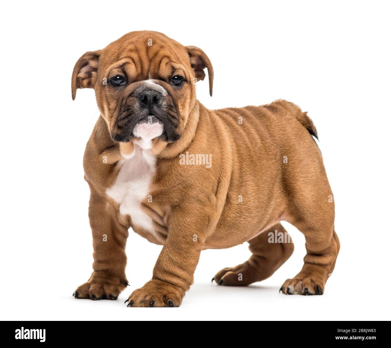 Bulldog puppy standing, isolated on white Stock Photo - Alamy