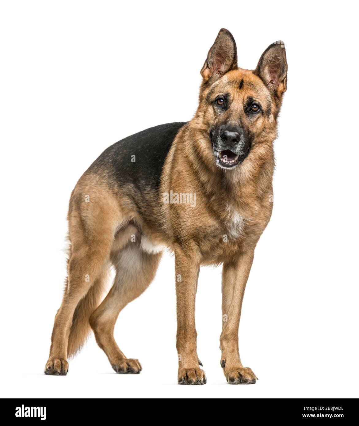 German Shepherd standing, isolated on white Stock Photo - Alamy