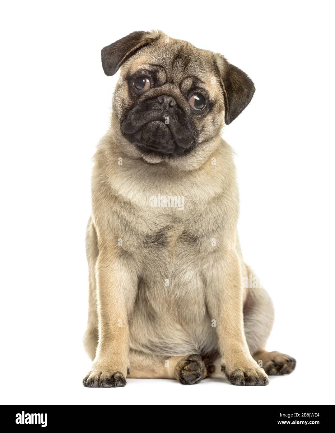 Pug sitting, isolated on white Stock Photo - Alamy