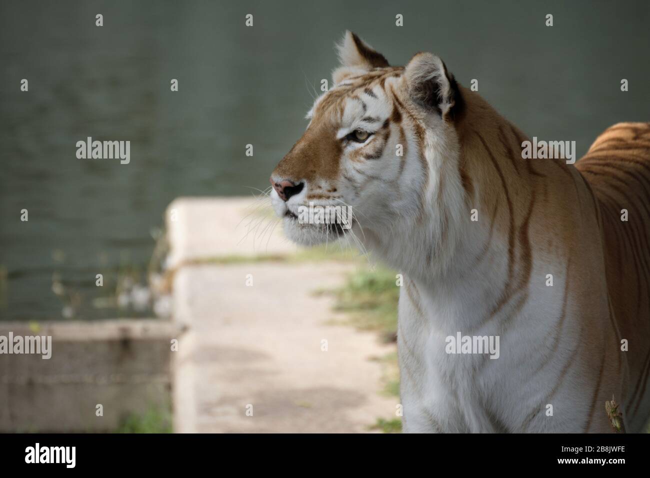 Female tiger face hi-res stock photography and images - Alamy