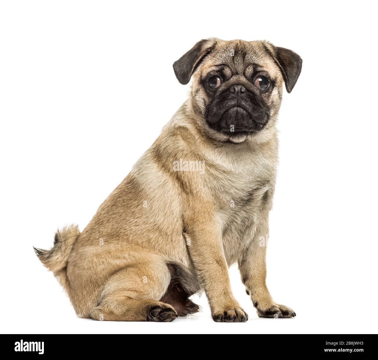 Side view of a pug sitting, isolated on white Stock Photo - Alamy