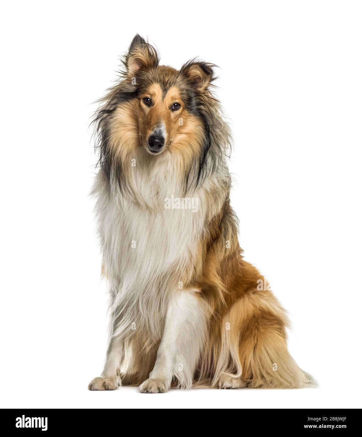 Collie sitting, isolated on white Stock Photo - Alamy