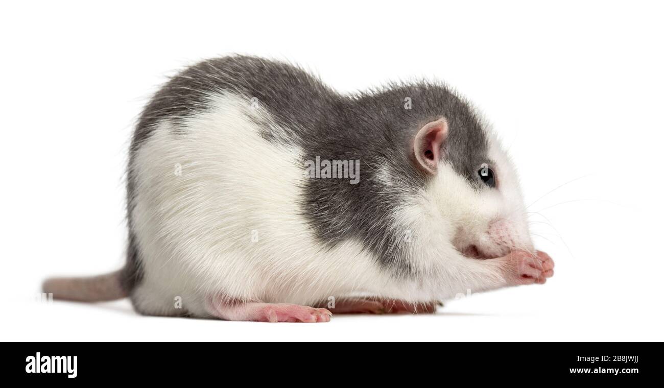 Rat washing itself, isolated on white Stock Photo - Alamy