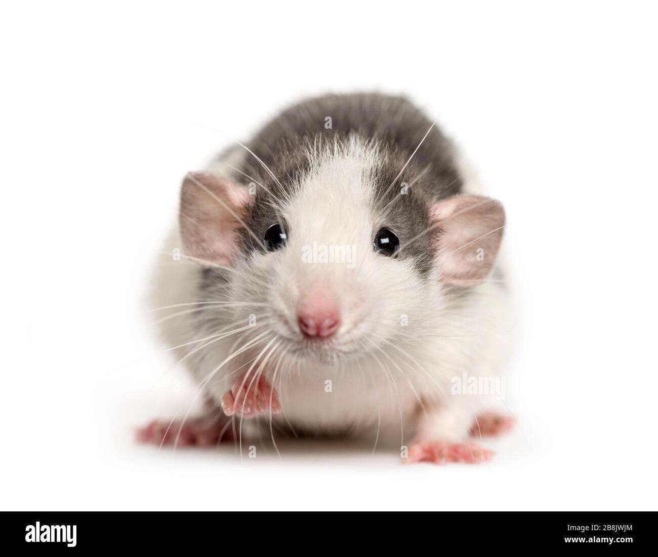 Front view of a rat lying, isolated on white Stock Photo - Alamy