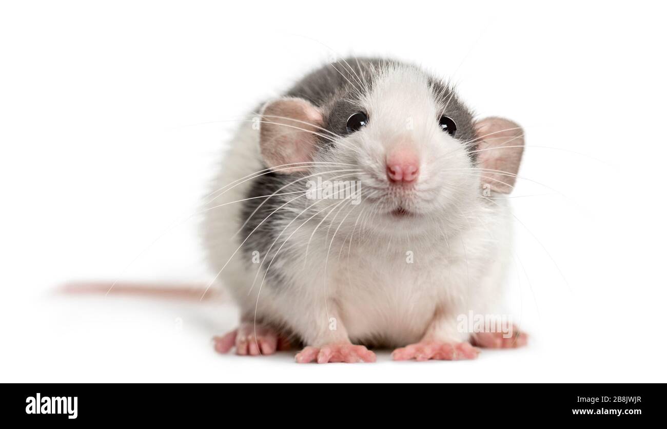 Front view of a rat lying, isolated on white Stock Photo - Alamy