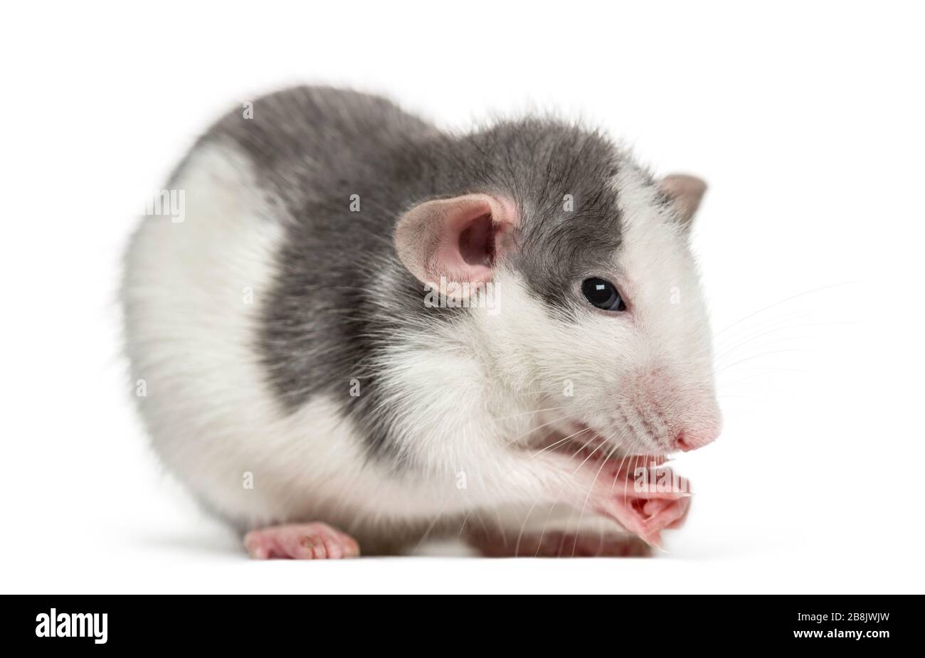 Rat washing itself, isolated on white Stock Photo - Alamy