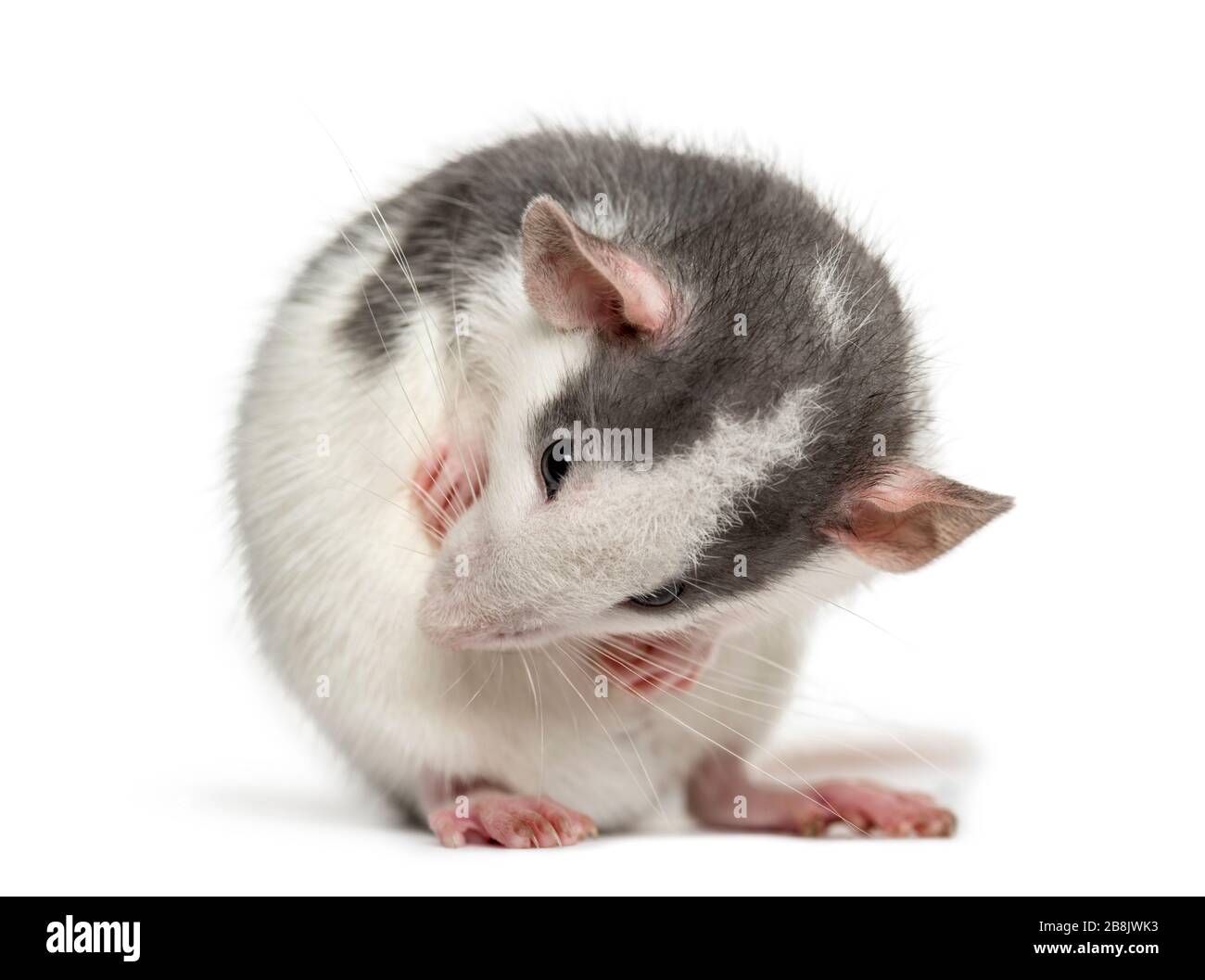 Wash itself hi-res stock photography and images - Alamy