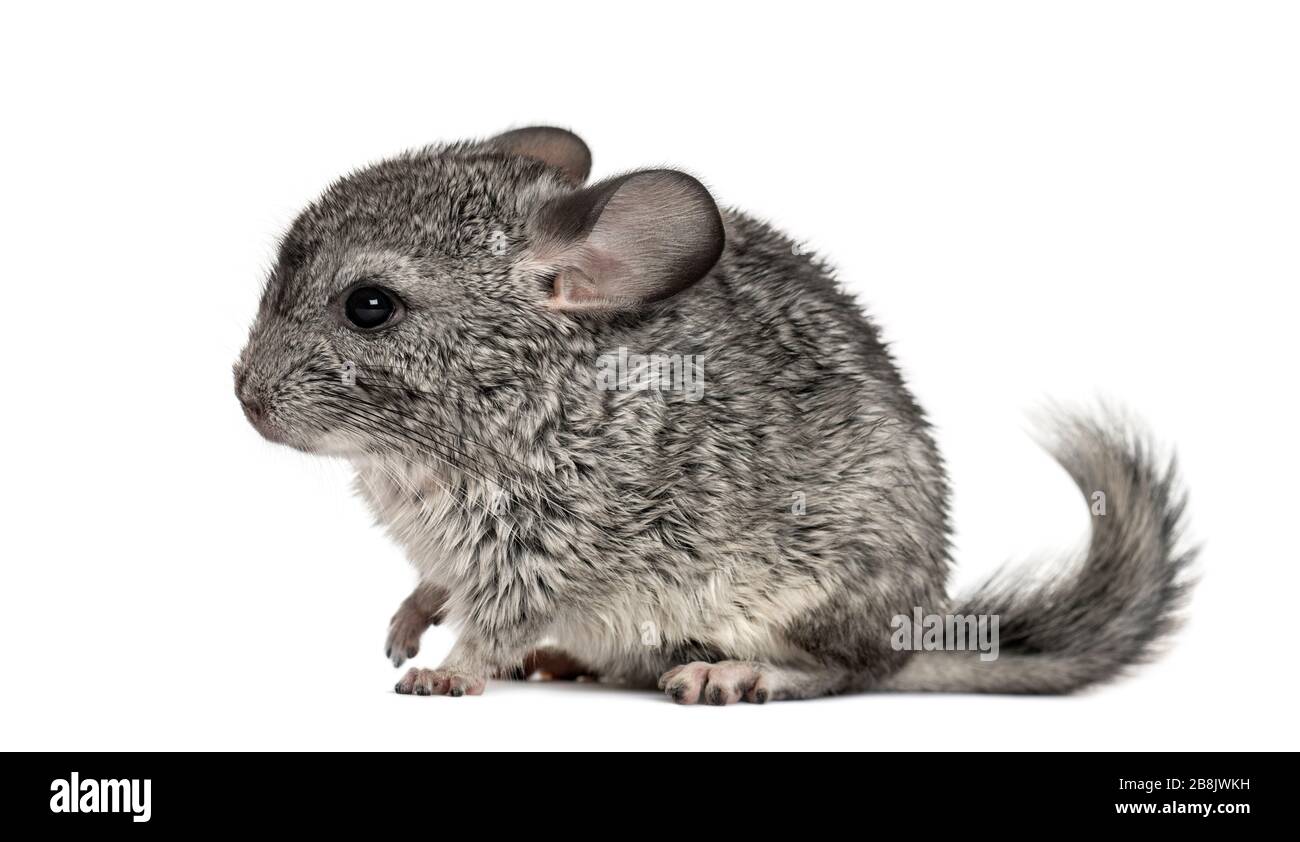 Grey chinchilla standing, isolated on white Stock Photo - Alamy