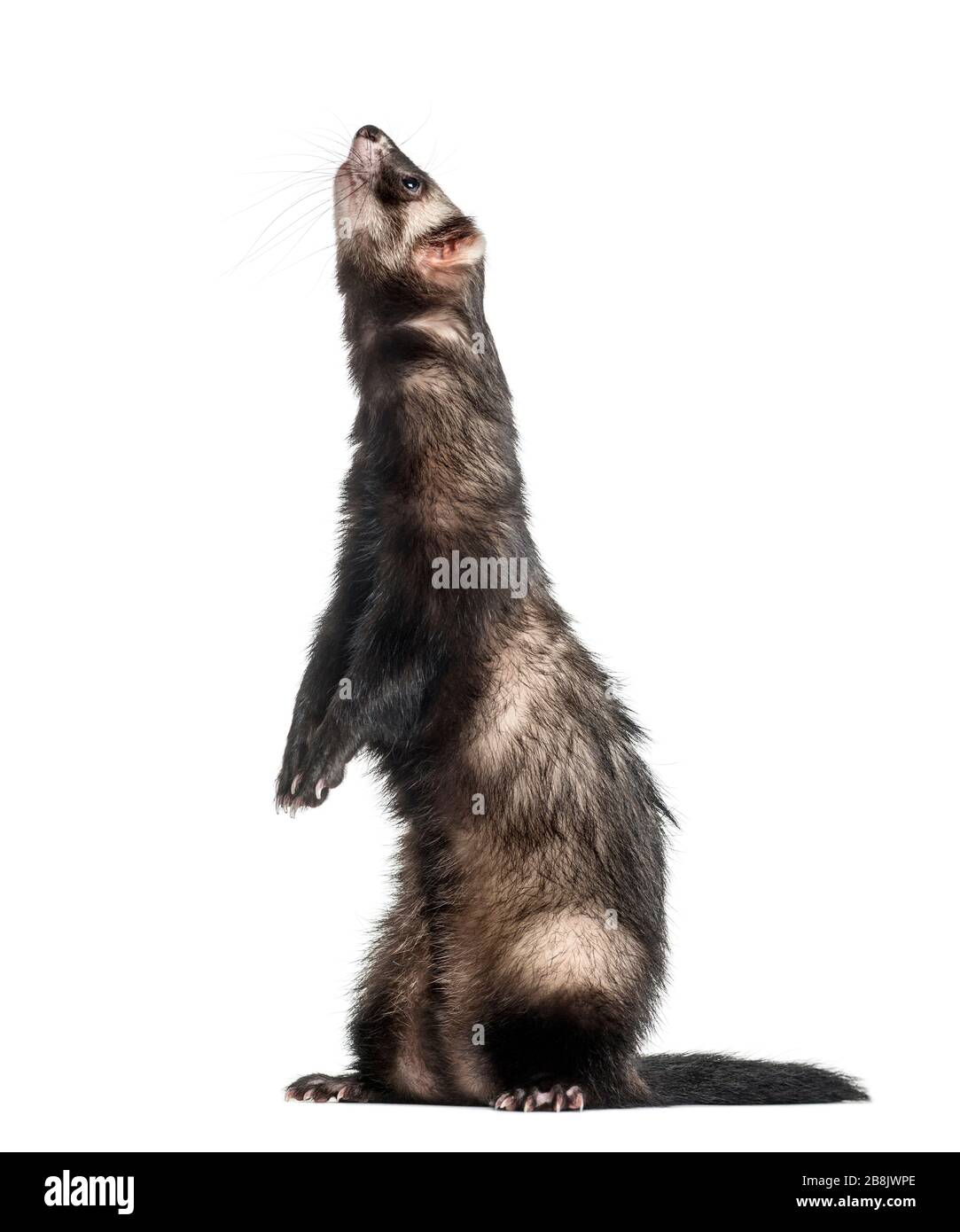 ferret on hind legs looking up, isolated on white Stock Photo - Alamy