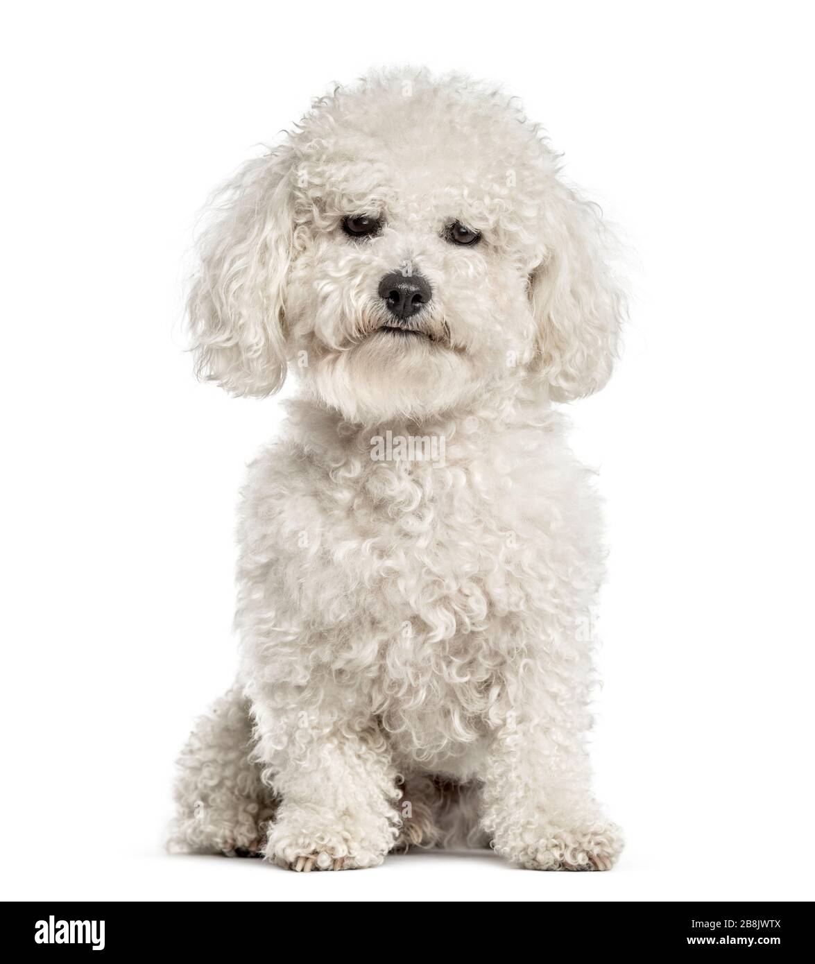 White bichon sitting, isolated on white Stock Photo - Alamy