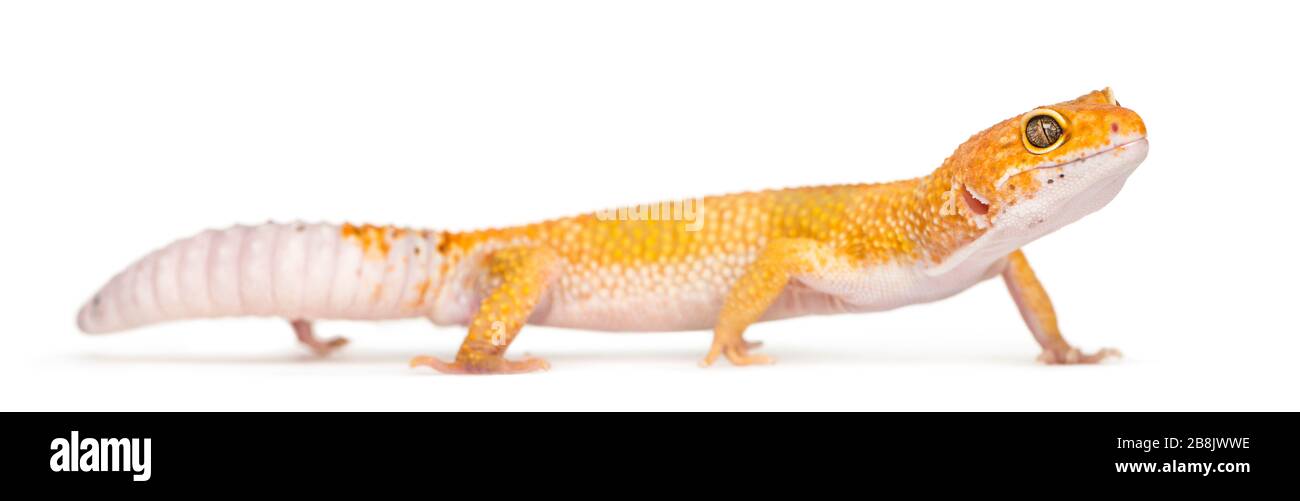 Leopard gecko standing, isolated on white Stock Photo - Alamy